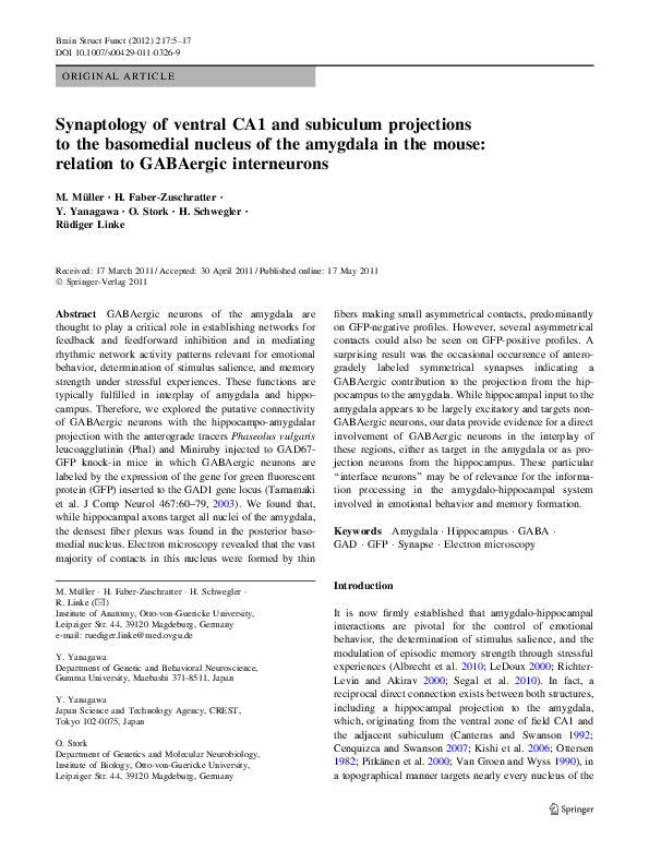 (PDF) Synaptology of ventral CA1 and subiculum projections to the ...