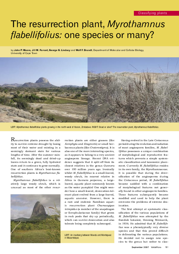 (PDF) The resurrection plant, Myrothamnus flabellifolius: one species ...