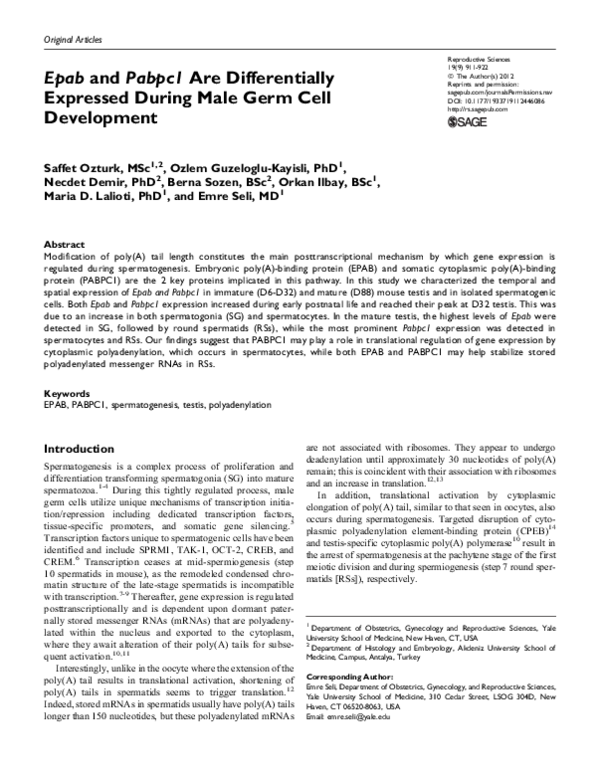 (PDF) Epab and Pabpc1 Are Differentially Expressed During Male Germ ...