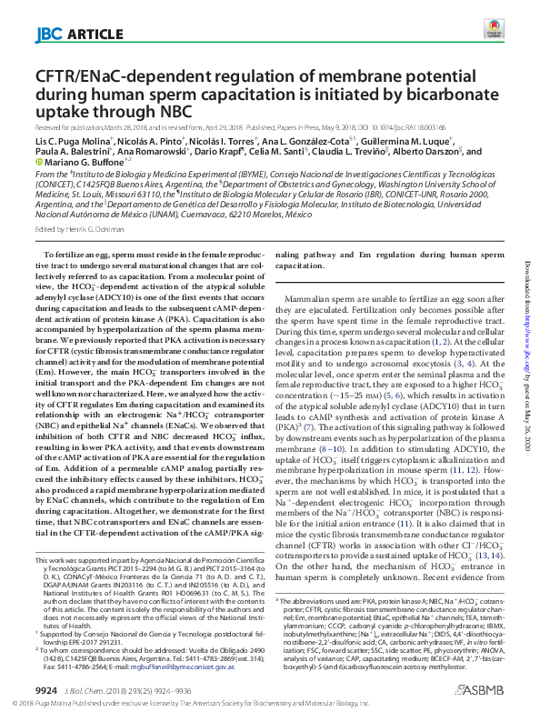 (PDF) CFTR/ENaC dependent regulation of membrane potential during human ...