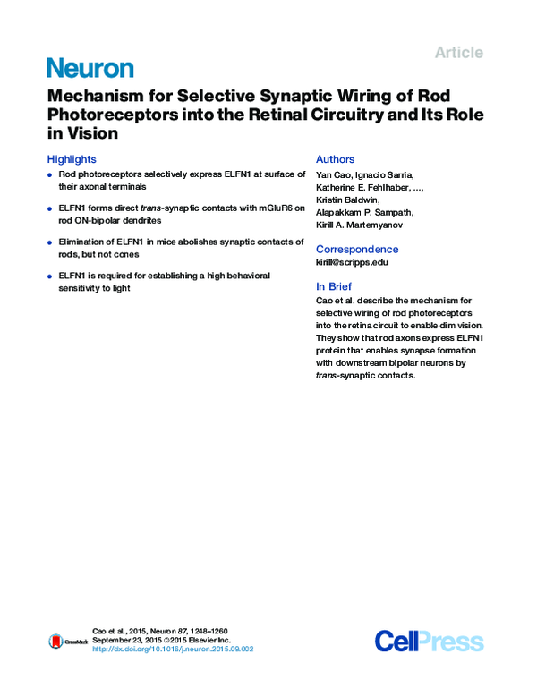 (PDF) ELFN1's Role in Rod Photoreceptor Wiring