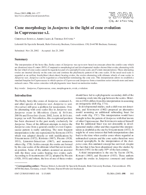 (PDF) Cone morphology in Juniperus in the light of cone evolution in Cupressaceae s.l