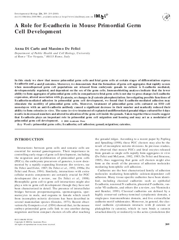 (PDF) A role for E-cadherin in mouse primordial germ cell development ...