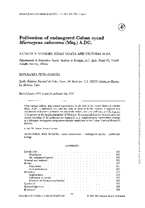 (PDF) Pollination of endangered Cuban cycad Microcycas calocoma (Miq.) A.DC