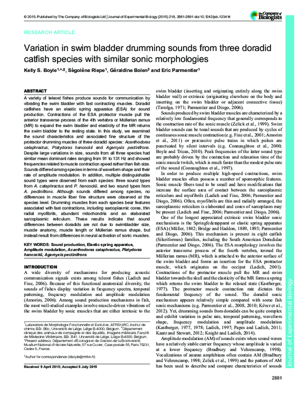 (PDF) Variation in swim bladder drumming sounds from three doradid ...