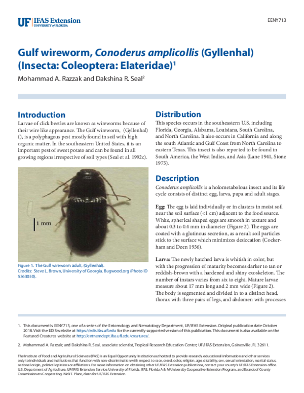 (PDF) Gulf wireworm, Conoderus amplicollis (Gyllenhal) (Insecta ...