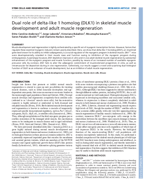(PDF) Dual role of delta-like 1 homolog (DLK1) in skeletal muscle ...