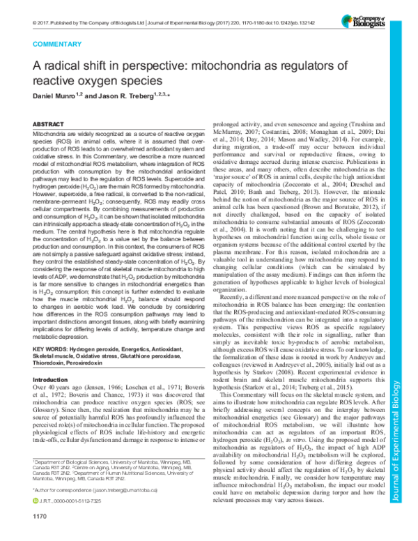(PDF) A radical shift in perspective: mitochondria as regulators of ...