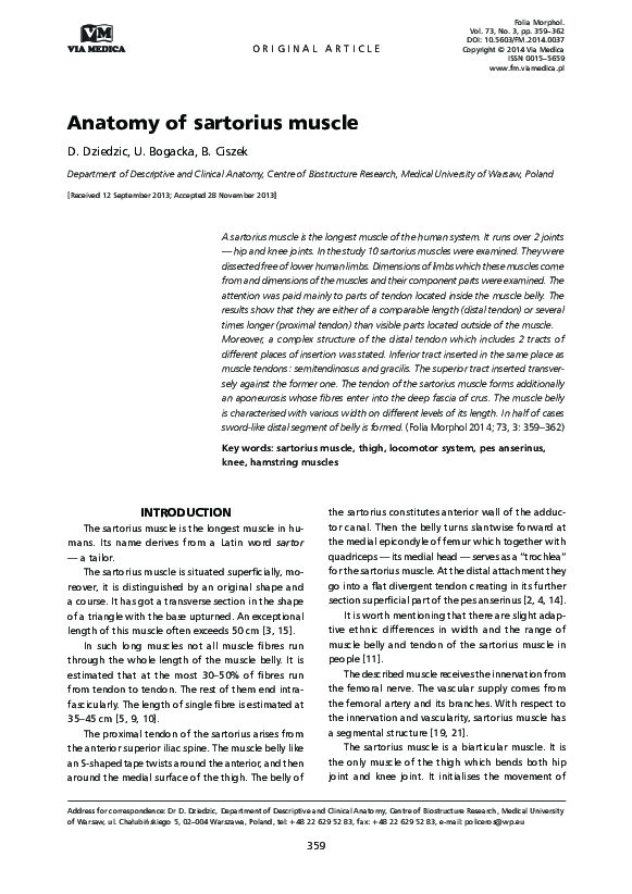 (PDF) Anatomy of sartorius muscle