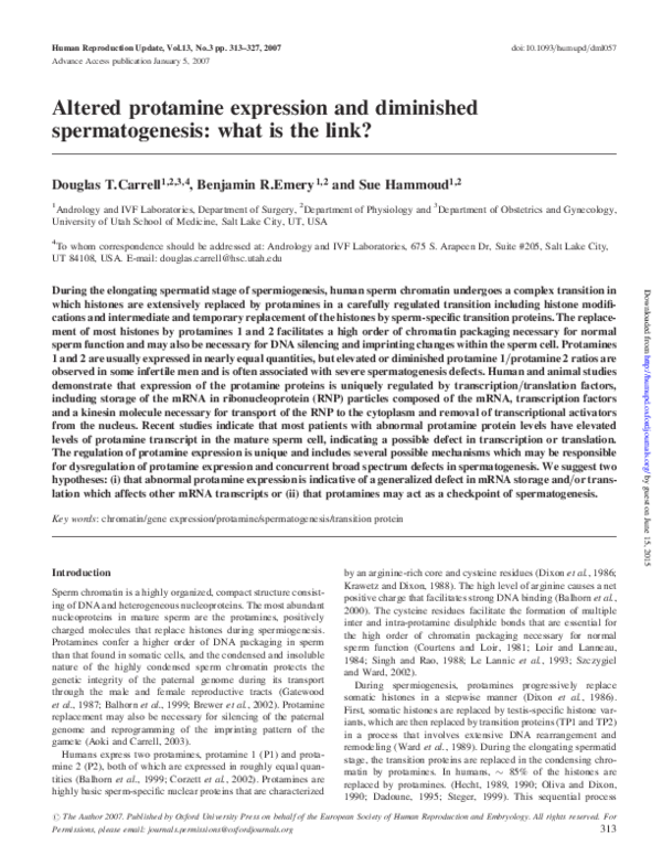 (PDF) Altered protamine expression and diminished spermatogenesis: what ...