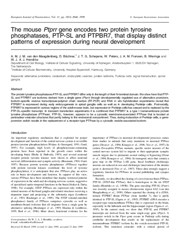 (PDF) The mouse Ptprr gene encodes two protein tyrosine phosphatases ...
