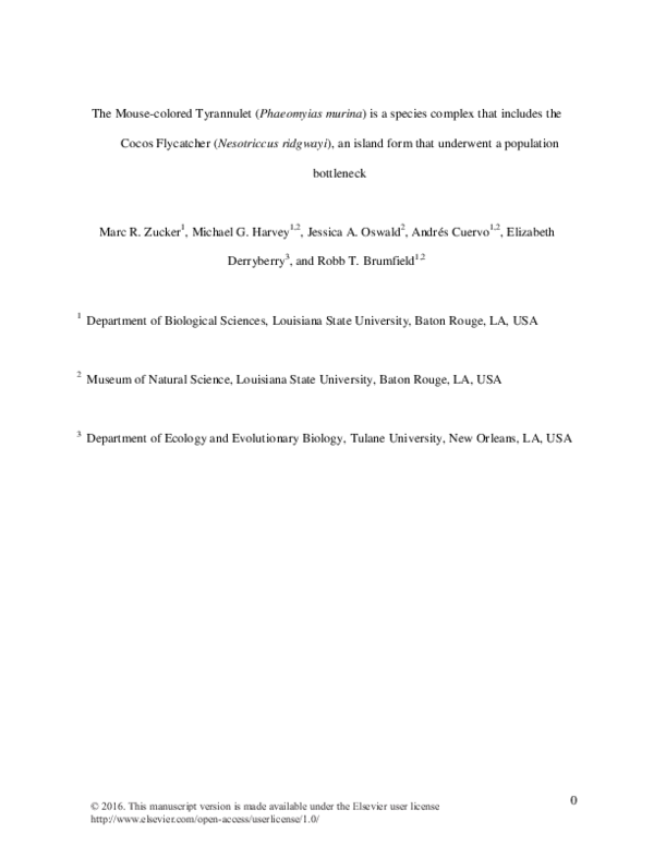 (PDF) The Mouse-colored Tyrannulet (Phaeomyias murina) is a species ...