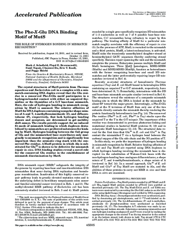 (PDF) The Phe-X-Glu DNA Binding Motif of MutS. THE ROLE OF HYDROGEN ...