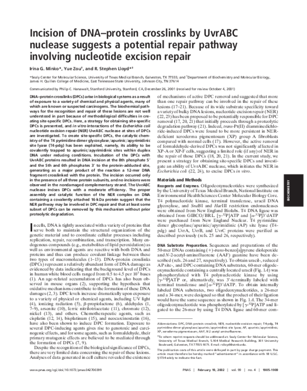(PDF) Incision of DNA-protein crosslinks by UvrABC nuclease suggests a ...