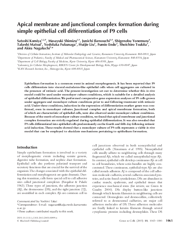 (PDF) Apical membrane and junctional complex formation during simple ...
