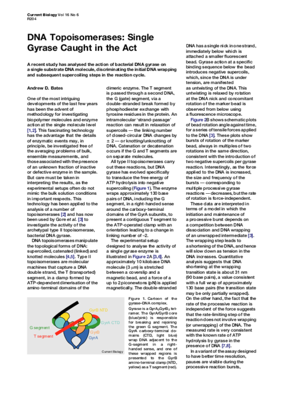 (PDF) DNA Topoisomerases: Single Gyrase Caught in the Act