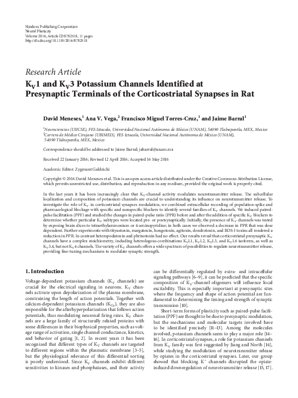 (PDF) KV1 and KV3 Potassium Channels Identified at Presynaptic ...