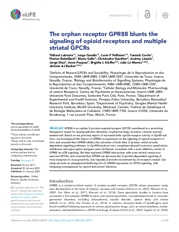 (PDF) The orphan receptor GPR88 blunts the signaling of opioid ...