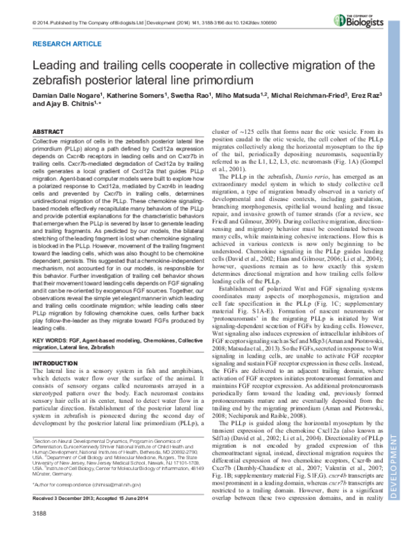 (PDF) Leading and trailing cells cooperate in collective migration of ...