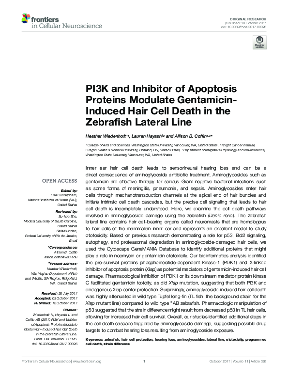 (PDF) PI3K and Inhibitor of Apoptosis Proteins Modulate Gentamicin ...