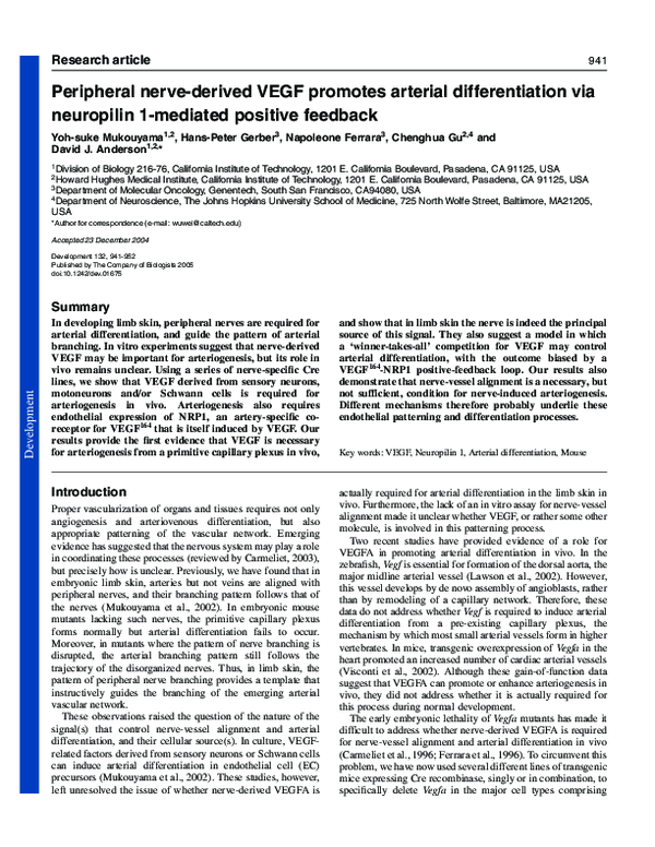 (PDF) Peripheral nerve-derived VEGF promotes arterial differentiation ...