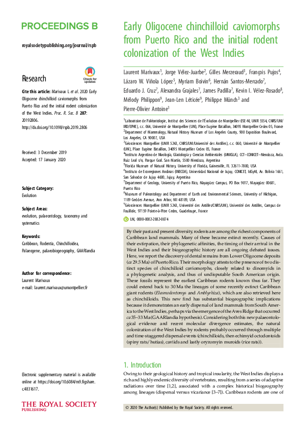 (PDF) Early Oligocene chinchilloid caviomorphs from Puerto Rico and the ...