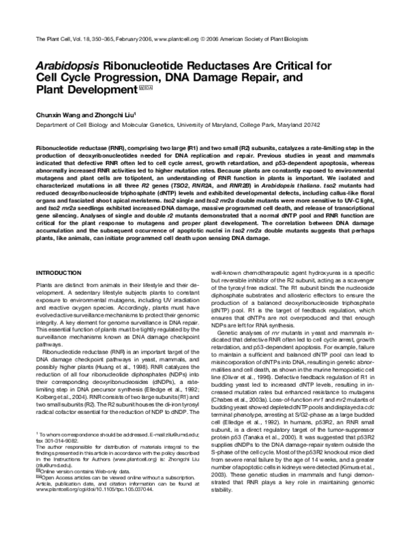 (PDF) Arabidopsis Ribonucleotide Reductases Are Critical for Cell Cycle Progression, DNA Damage ...