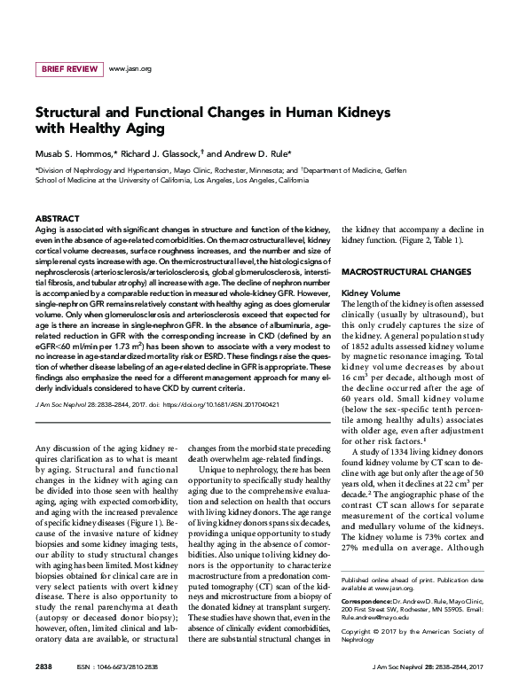 (PDF) Structural and Functional Changes in Human Kidneys with Healthy Aging