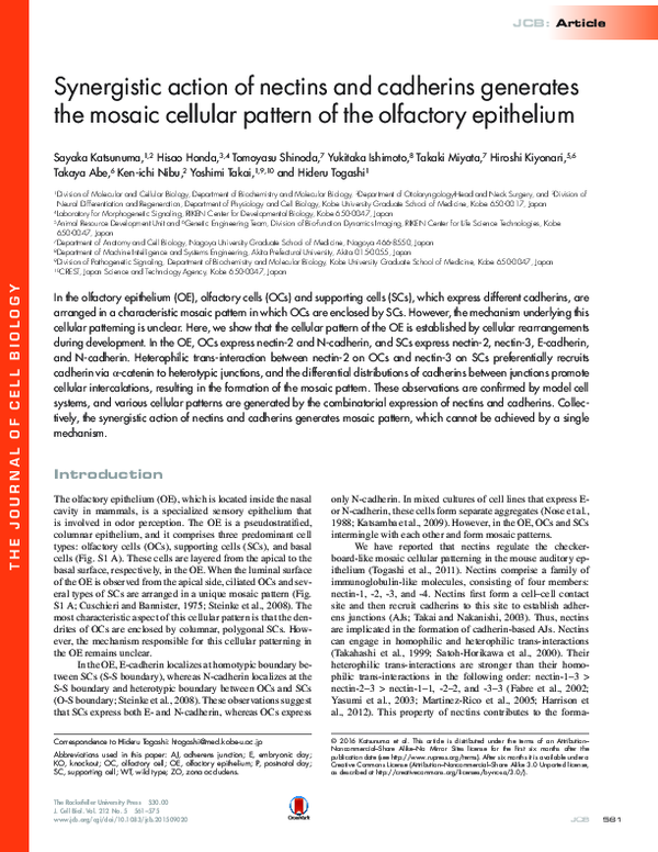 (PDF) Synergistic action of nectins and cadherins generates the mosaic ...