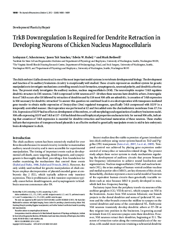 (PDF) TrkB Downregulation Is Required for Dendrite Retraction in ...