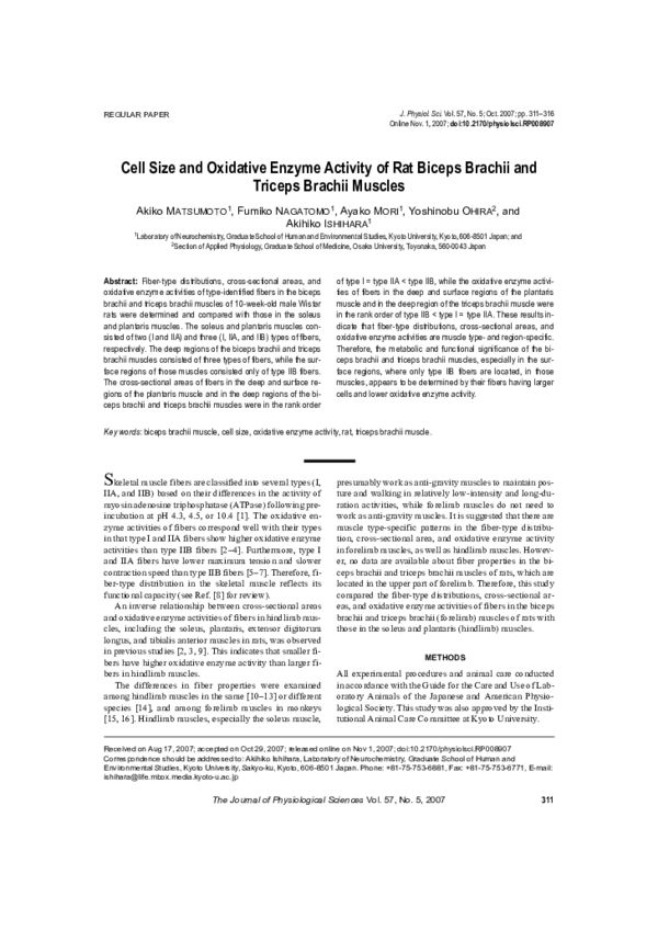 (PDF) Cell Size and Oxidative Enzyme Activity of Rat Biceps Brachii and ...
