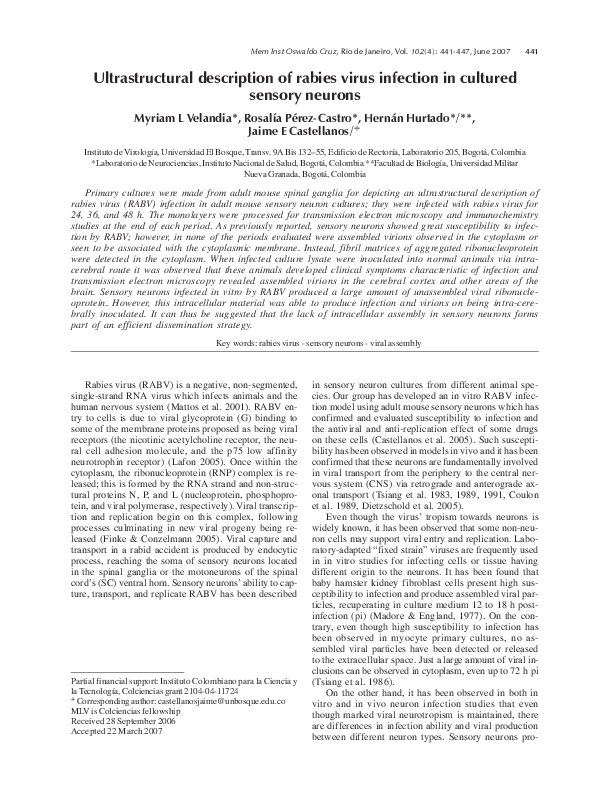 (PDF) Rabies Virus Infection in Neurons: Ultrastructure