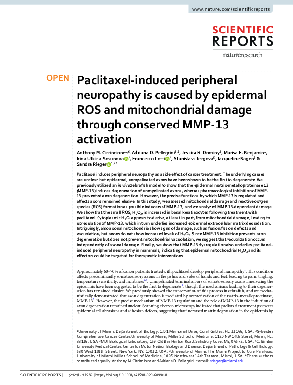 (PDF) Paclitaxel-induced peripheral neuropathy is caused by epidermal ROS and mitochondrial ...