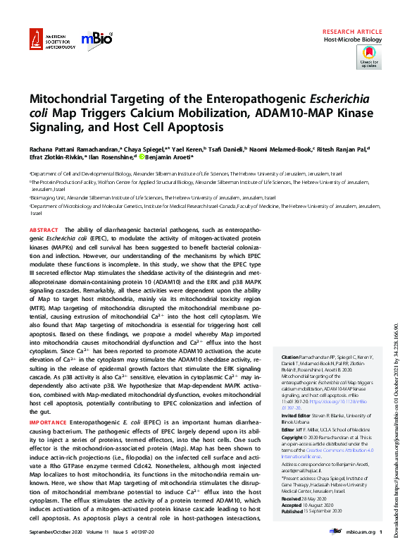 (PDF) Mitochondrial Targeting of the Enteropathogenic Escherichia coli ...