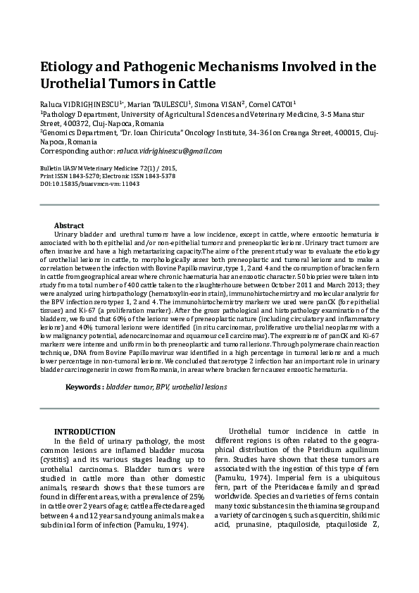 (PDF) Etiology and Pathogenic Mechanisms Involved in the Urothelial ...