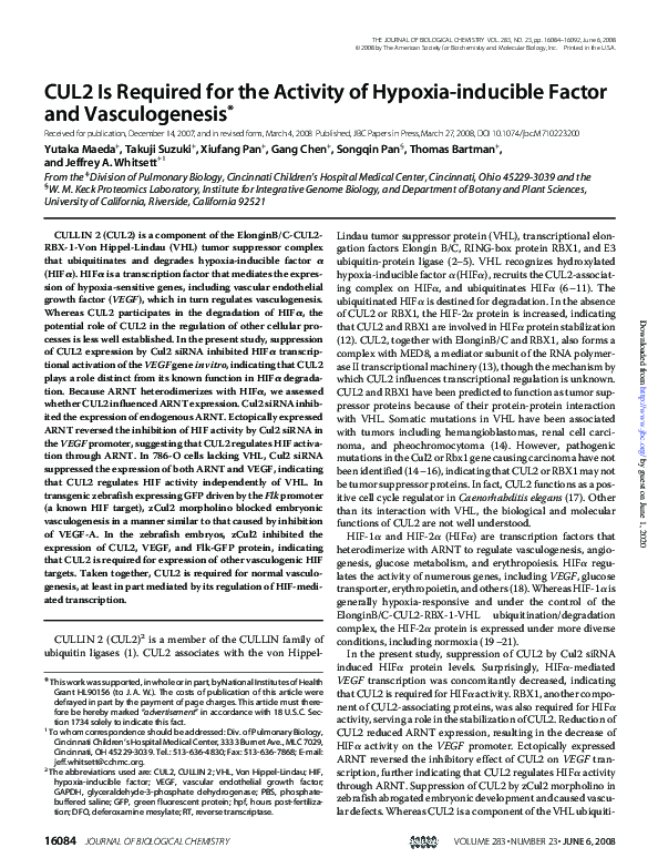 (PDF) CUL2 is required for the activity of hypoxia-inducible factor and ...