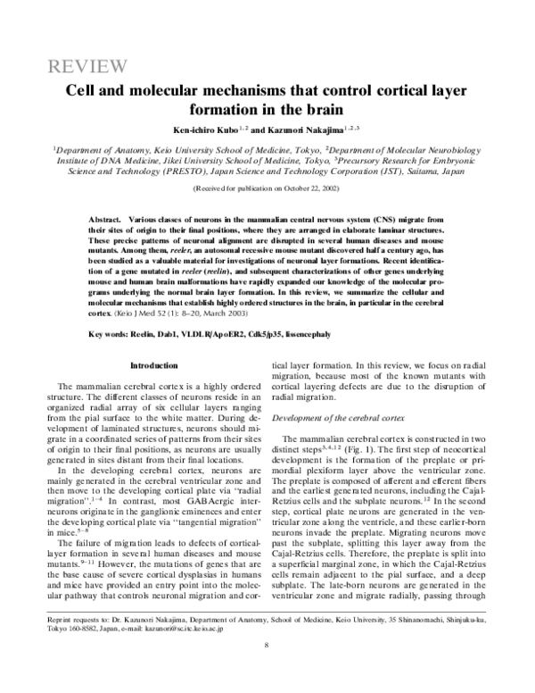 (PDF) Cell and molecular mechanisms that control cortical layer ...