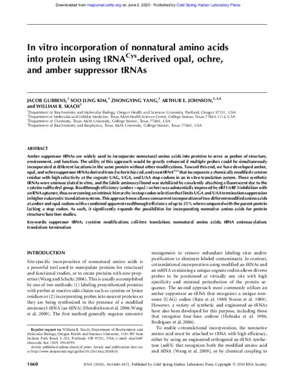 (PDF) In vitro incorporation of nonnatural amino acids into protein ...