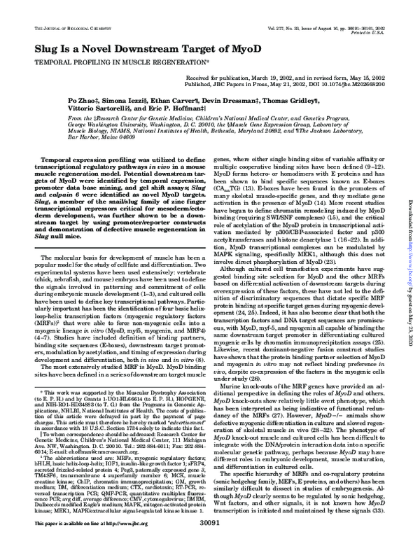 (PDF) Slug Is a Novel Downstream Target of MyoD. TEMPORAL PROFILING IN ...