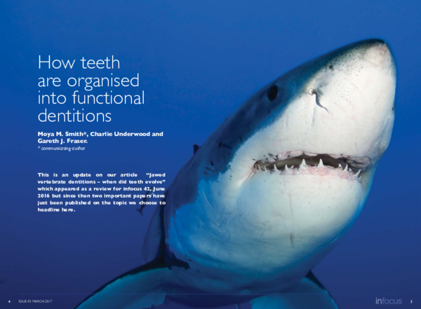 (PDF) How teeth are organised into functional dentitions