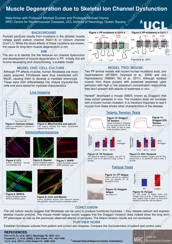 (PDF) Muscle degeneration due to skeletal ion channel dysfunction