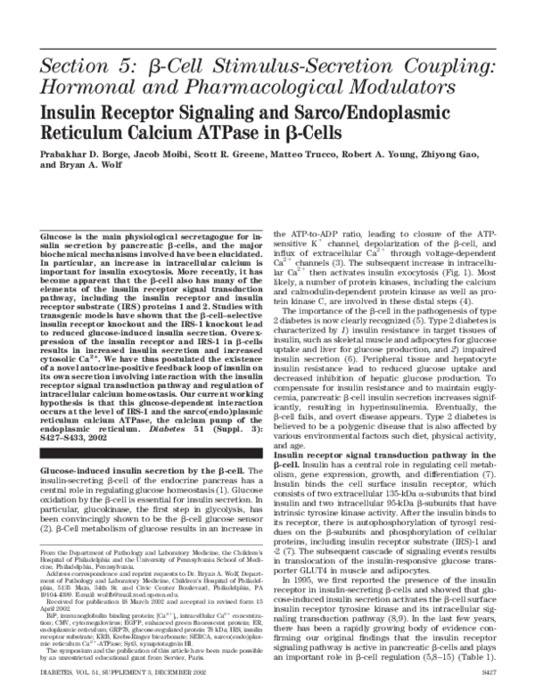 (PDF) Insulin receptor signaling and sarco/endoplasmic reticulum ...