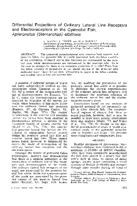 (PDF) Differential projections of ordinary lateral line receptors and ...