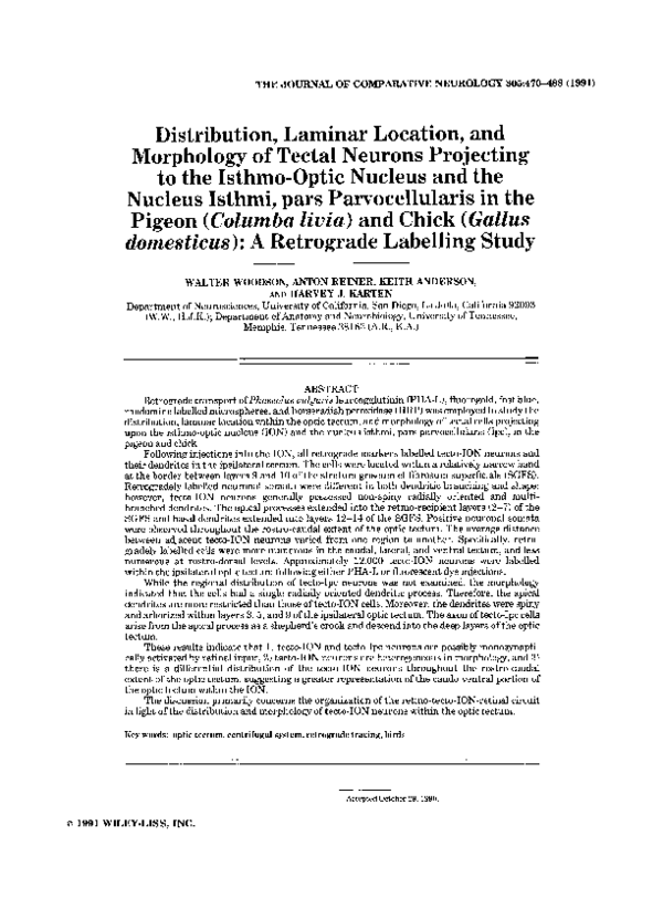 (PDF) Distribution, laminar location, and morphology of tectal neurons ...
