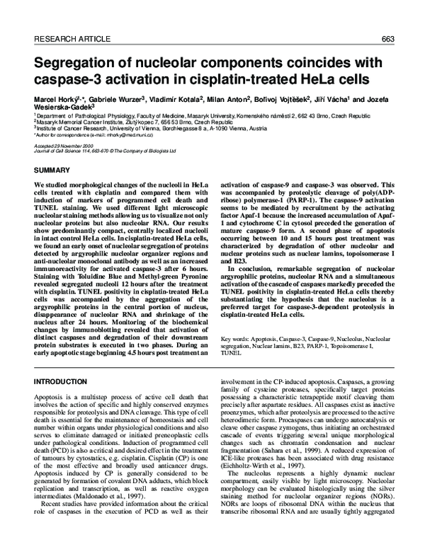 (PDF) Segregation of nucleolar components coincides with caspase-3 ...