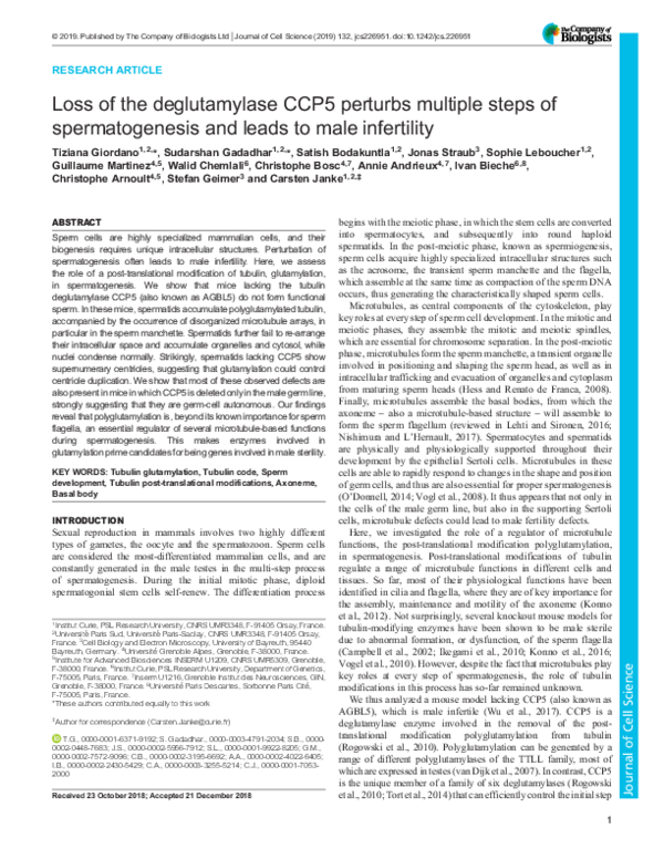 (PDF) Loss of the deglutamylase CCP5 perturbs multiple steps of spermatogenesis and leads to ...