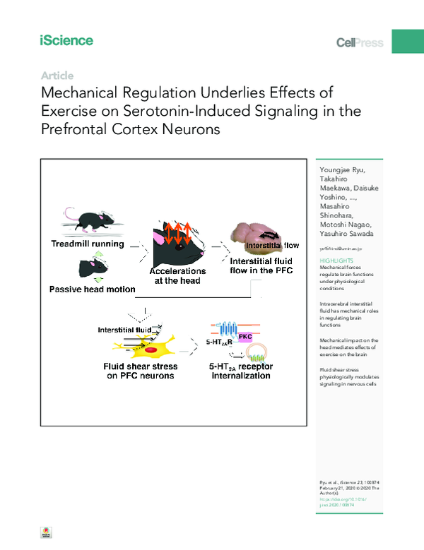 (PDF) Mechanical Regulation Underlies Effects of Exercise on Serotonin ...