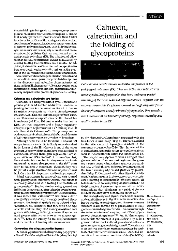 (PDF) Calnexin, calreticulin and the folding of glycoproteins
