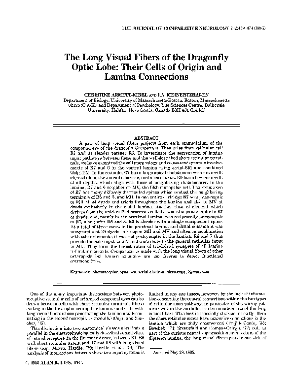 (PDF) The long visual fibers of the dragonfly optic lobe: Their cells ...