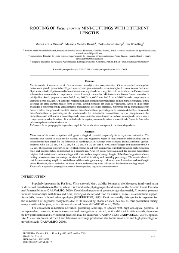 (PDF) ROOTING OF Ficus enormis MINI-CUTTINGS WITH DIFFERENT LENGTHS